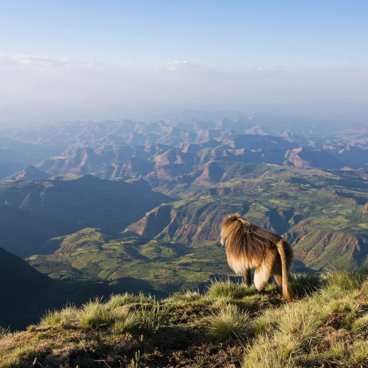 Experience the Thrill of Trekking in Simien Mountains, Ethiopia | Tour ...