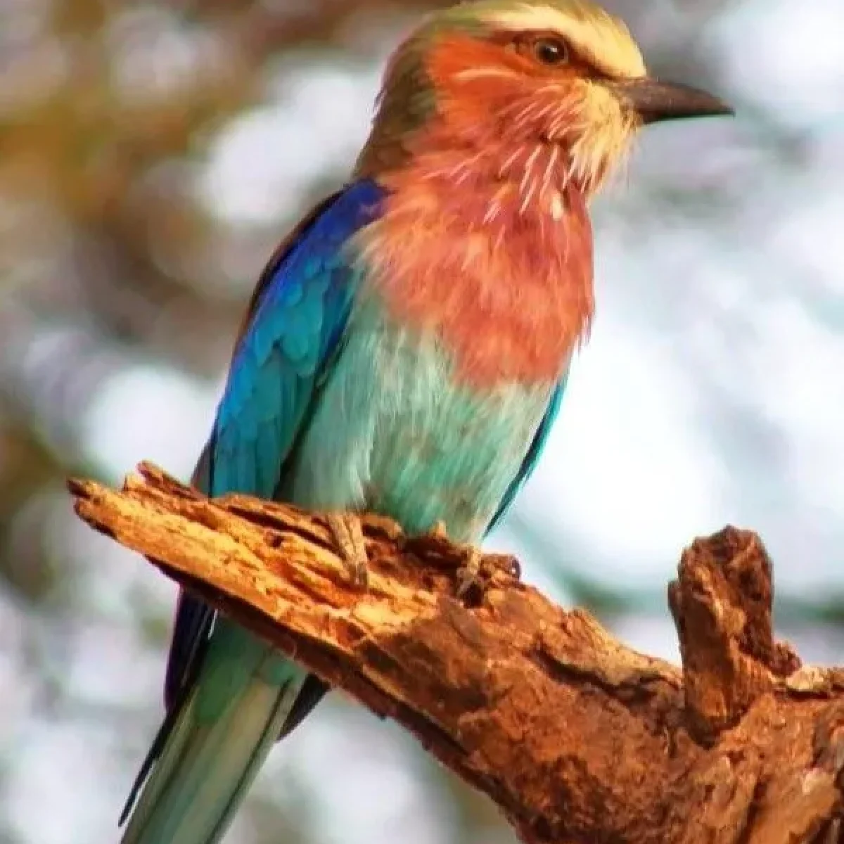 Awash National Park Safari Bird Watching Adventure | Tour Hub Ethiopia